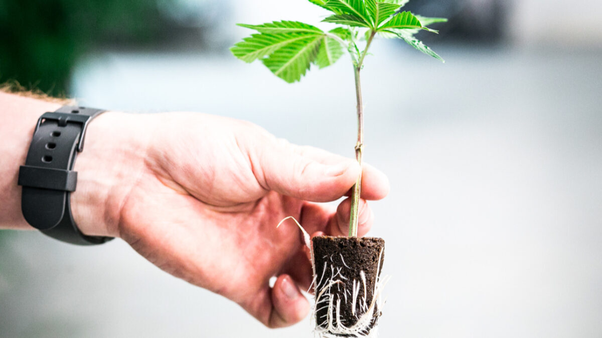 Hormona de enraizamiento: la guía completa | CBDMania Shop España