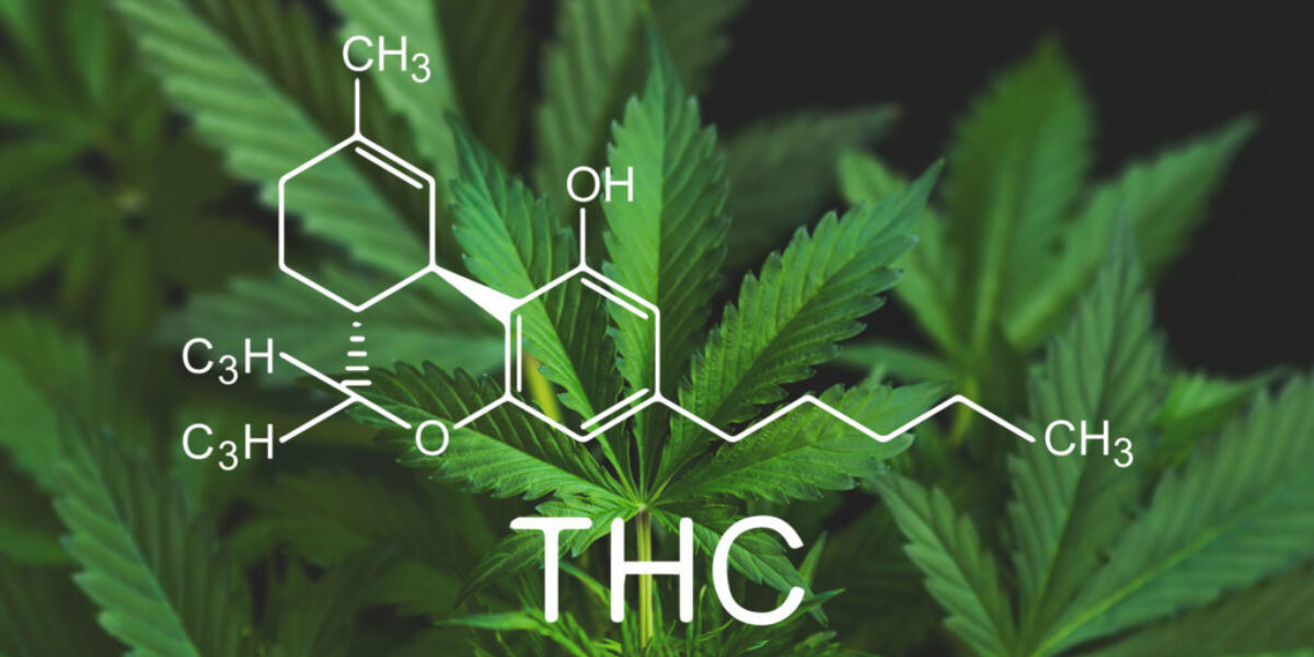 THC dans le sang : comment passer le test | CBDMania Shop France