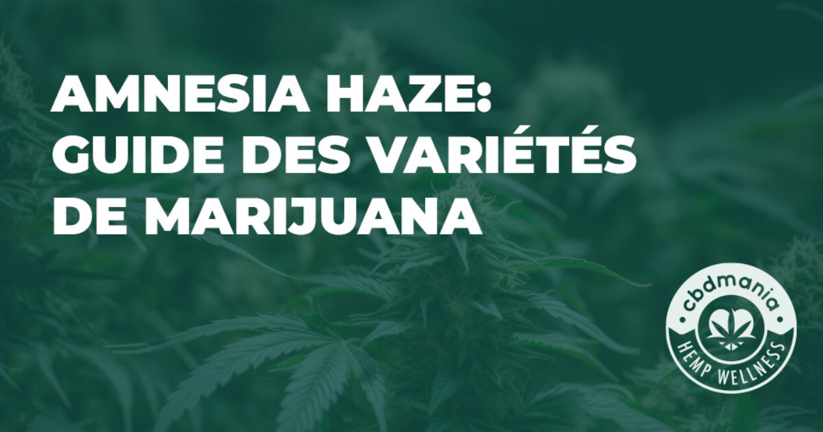 Amnesia Haze: guide des variétés de marijuana | CBDMania Shop France
