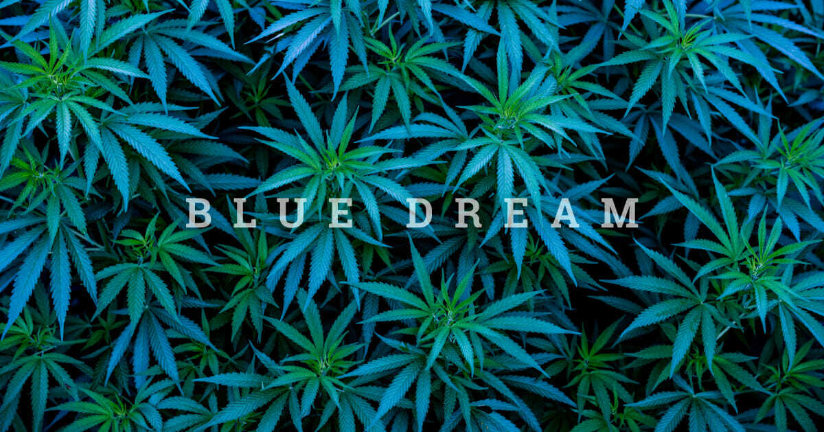 Un guide complet de la variété Blue Dream | CBDMania Shop France